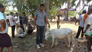 drpratapvet: motu breed cow 5years old cow with calf