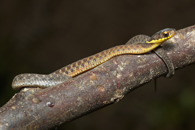 Ular Asli Indonesia: Rhabdophis chrysargos