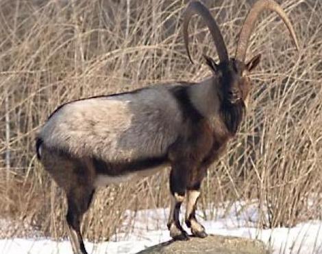 Animals Unique: Goat