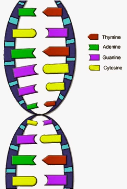 progeria family circle: erfelijkheid
