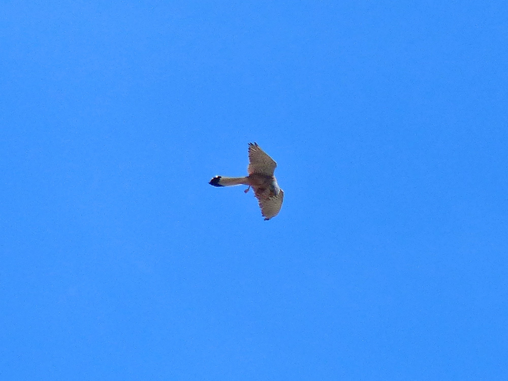 Feathers Birding Blog: Bird watching in Kos, Greece