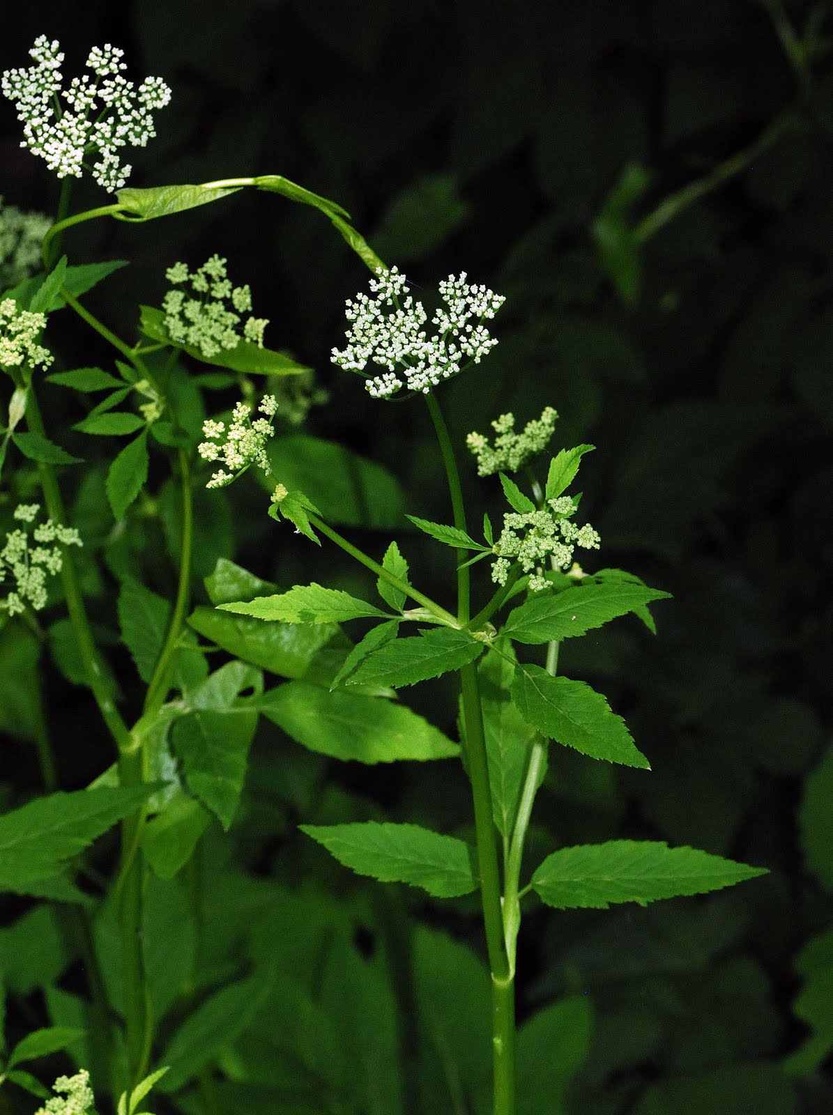 wild new england: Apiaceae, the Carrot Family aka Umbelliferae, the ...