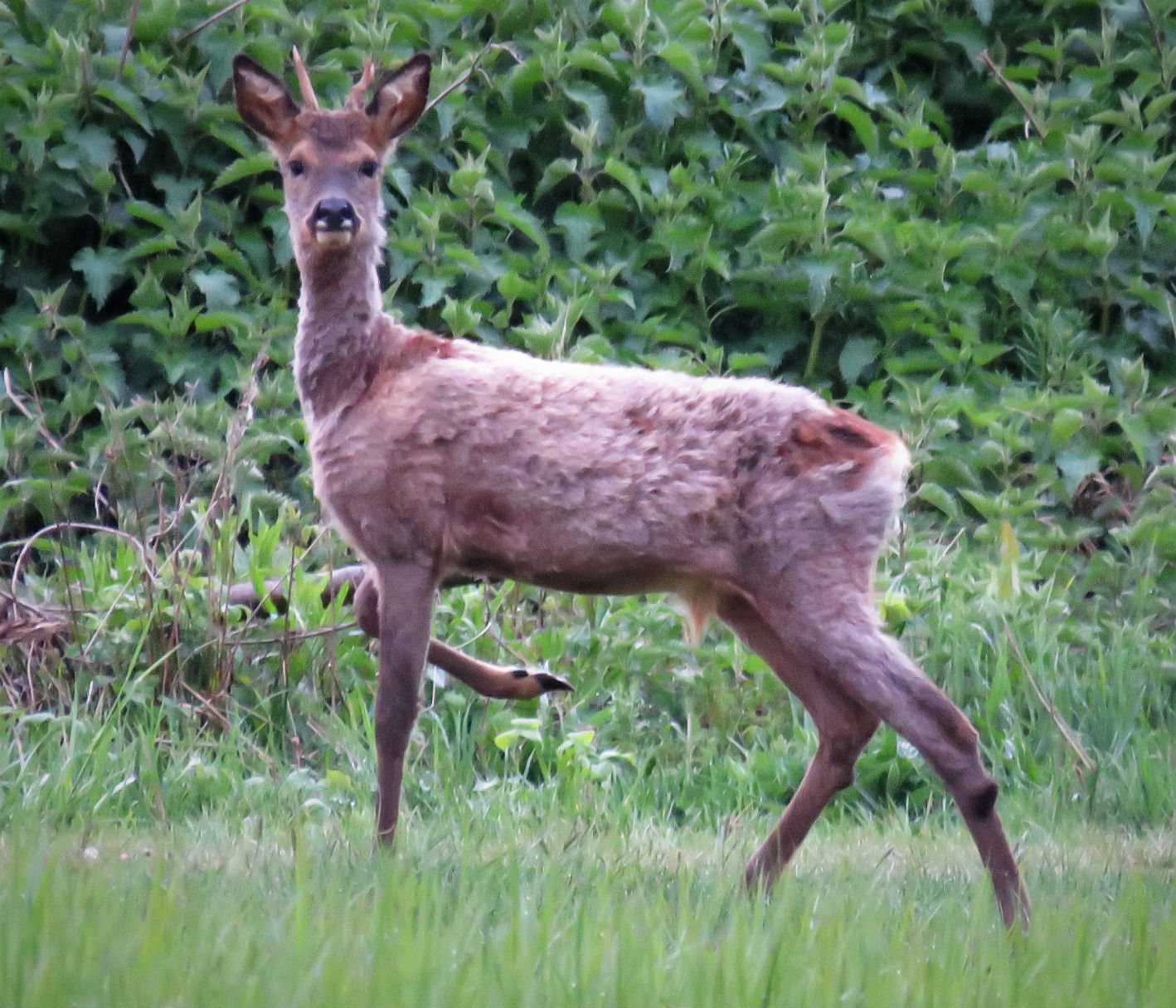 The Autistic Naturalist: May 5th Foxley Wood