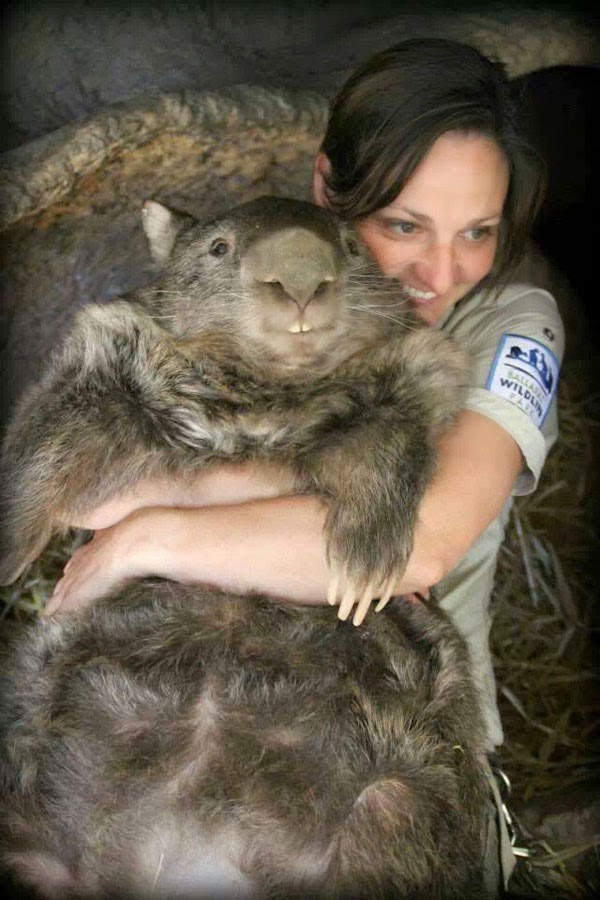 Patrick : Wombat Tertua Dan Terbesar Di Dunia ~ okesiana.com