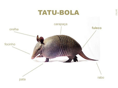 CLARABOIA: O fuleco do tatu-bola