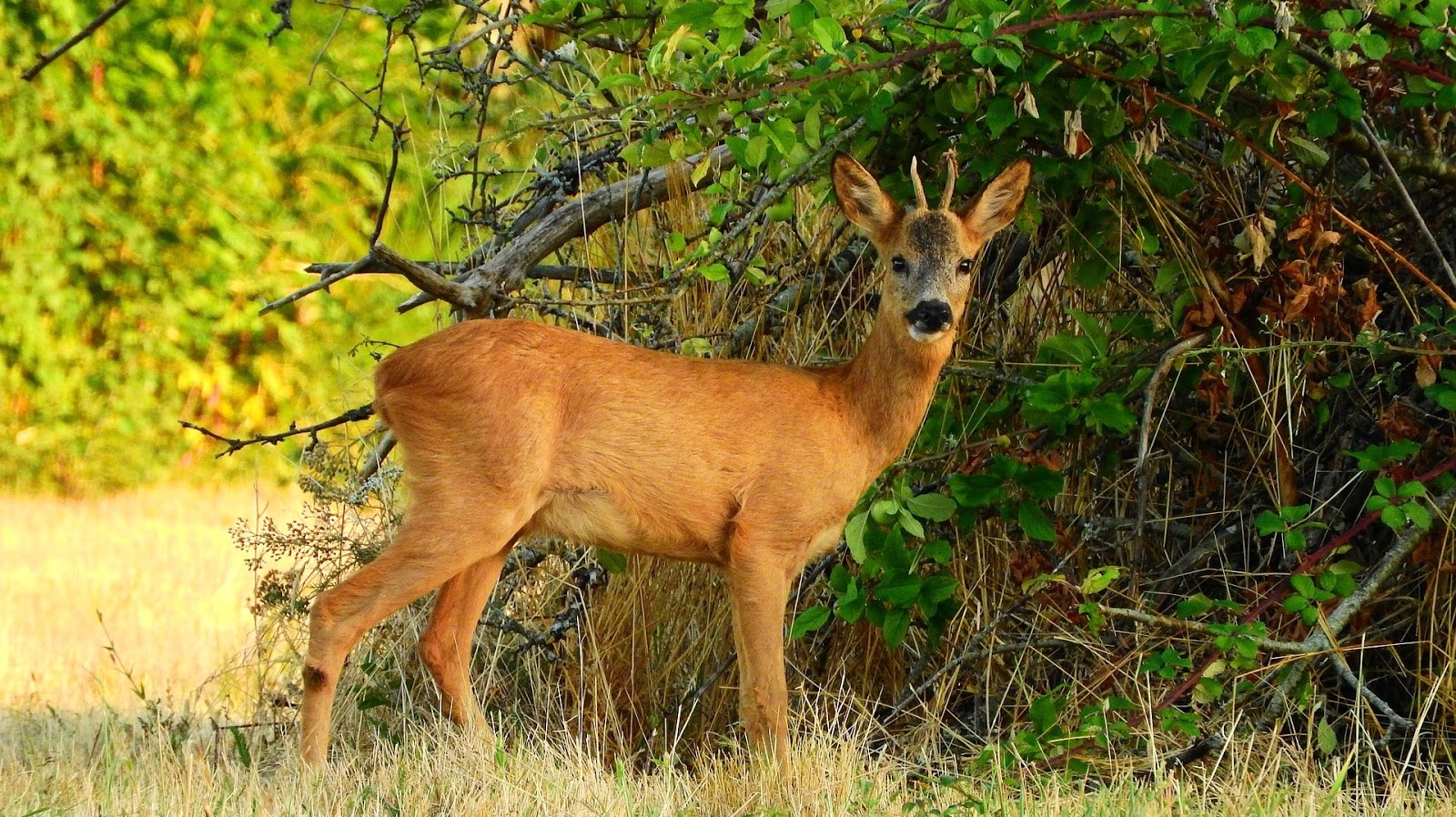 El Duende del Bosque 'EL CORZO'
