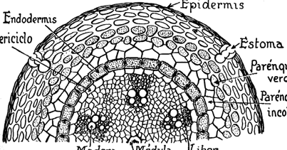 ♥ Medicina [SALUD] ♥: Repaso de el Tallo de los Vegetales