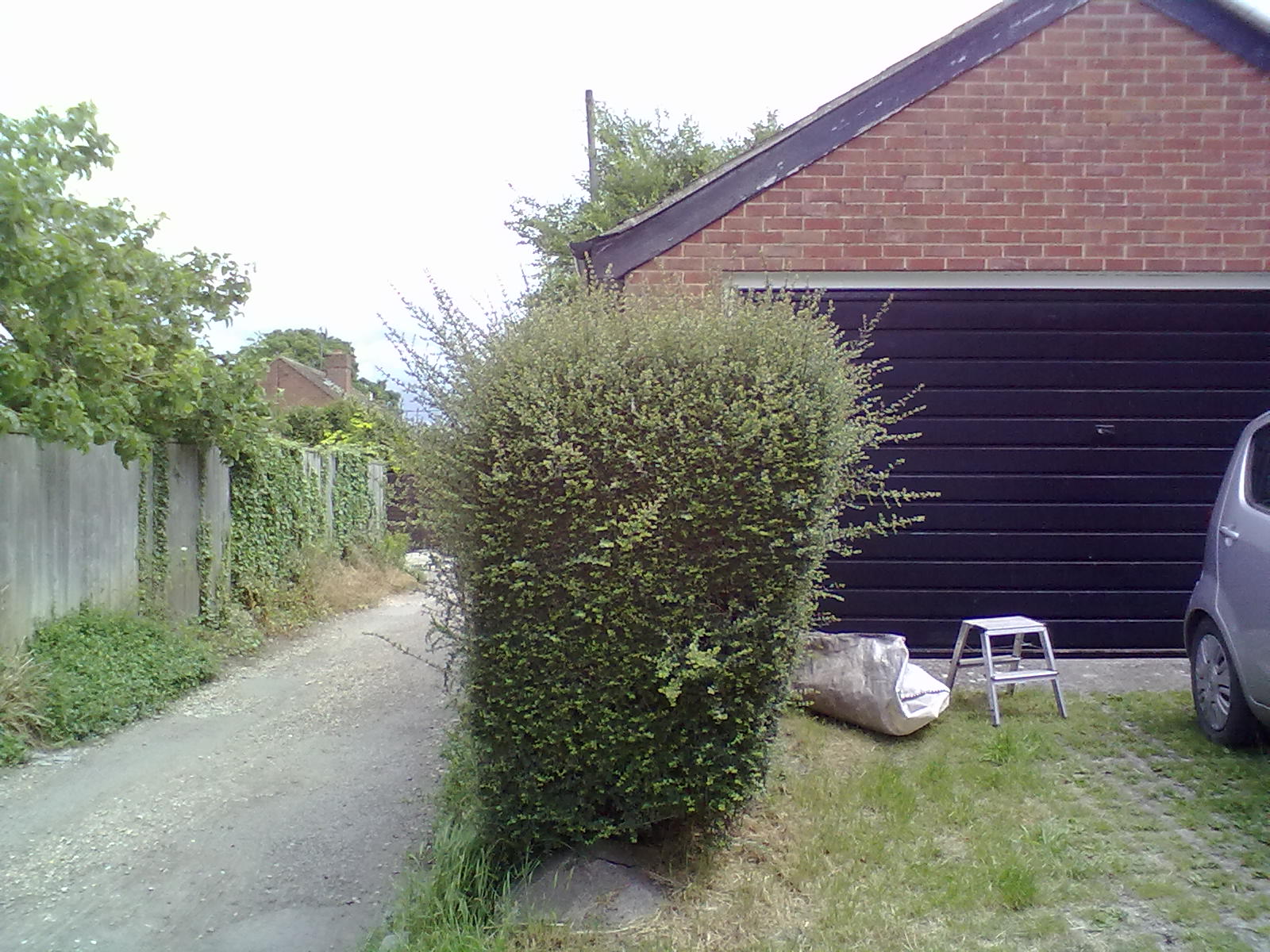 Rachel the Gardener: Hedges: how to recover an overgrown one