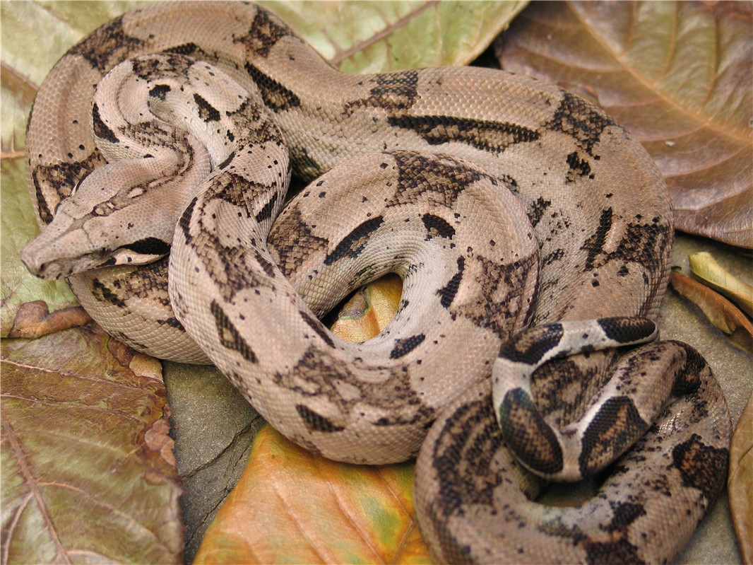 Animales en el Planeta: La boa constrictora (Boa constrictor) (Animales ...
