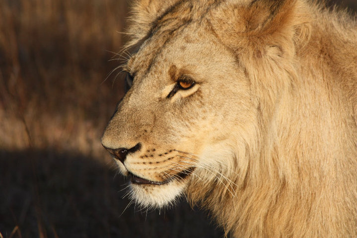 wildfolio: Lion Identification (Part 1 - Whisker Spots)