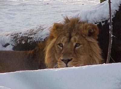 Terribly Interesting: In a Pit With A Lion on a Snowy Day