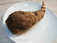 Tanaman Talas dan Jenis Talas Yang Umum di Budidayakan Serta Nama-nama ...