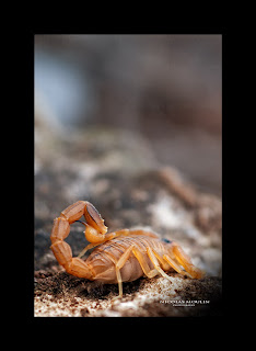 MACROFOTED: Buthus occitanus