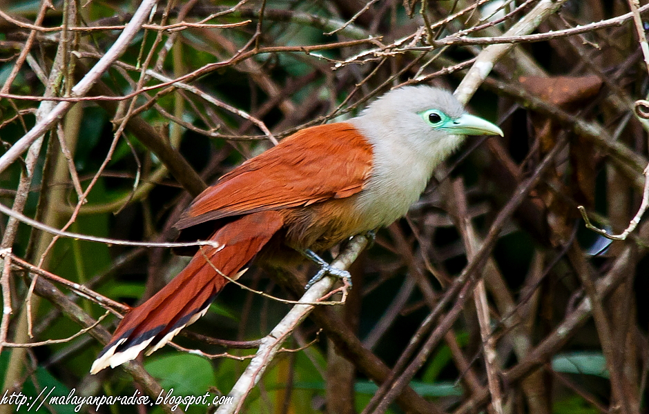 SOUTH EAST ASIA BIRDS - Malaysia birds paradise: Raffles's Malkoha ...
