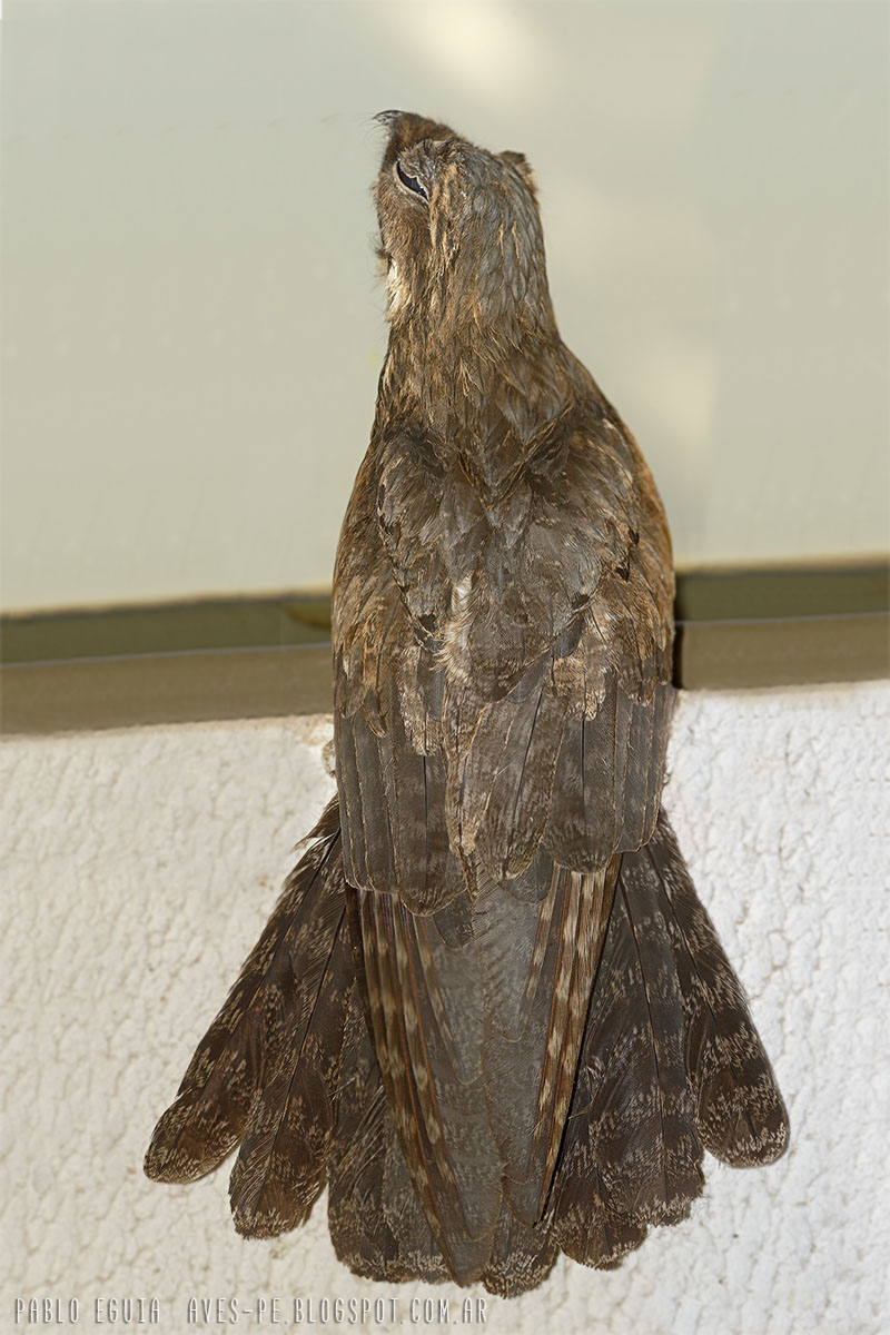 mis fotos de aves: Nyctibius griseus Urutaú Common Potoo