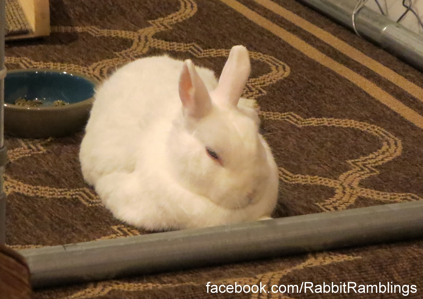 Rabbit Ramblings: Ethel - Evolution of a Bunny Nap