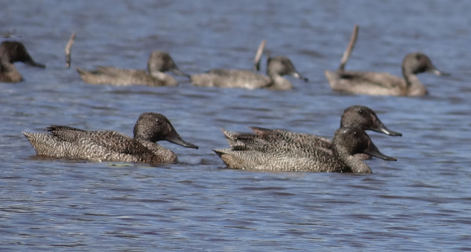 sunshinecoastbirds: Freckled Duck, Musk Duck, Budgerigar: Lake Lenthall ...