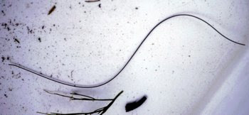 Horsehair Worm: Horsehair Worm