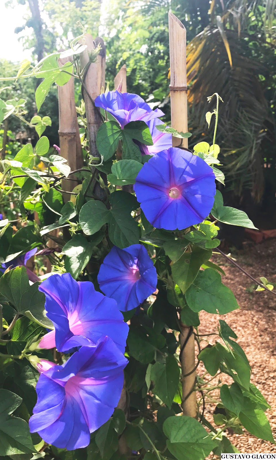 Viveiro Ciprest - Plantas Nativas e Exóticas: Ipomeia Azul Anil ou ...