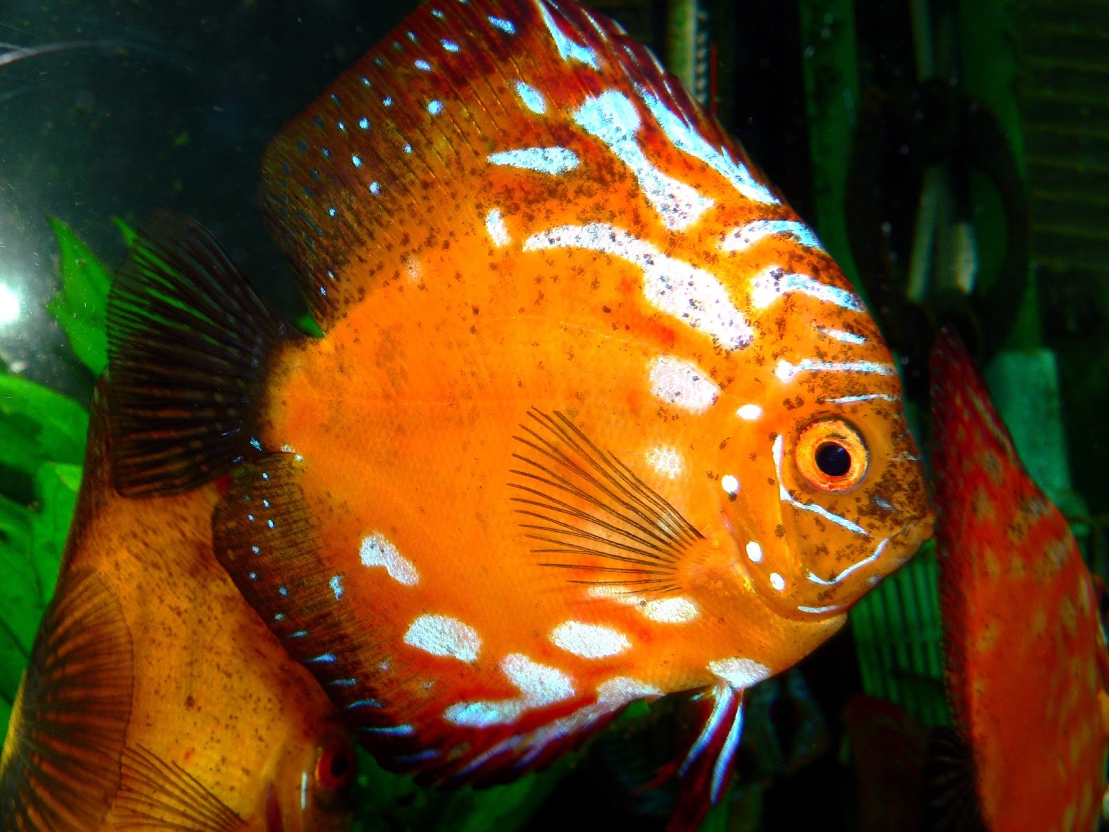 Freshwater Aquarium Fish - Discus |MyRokan