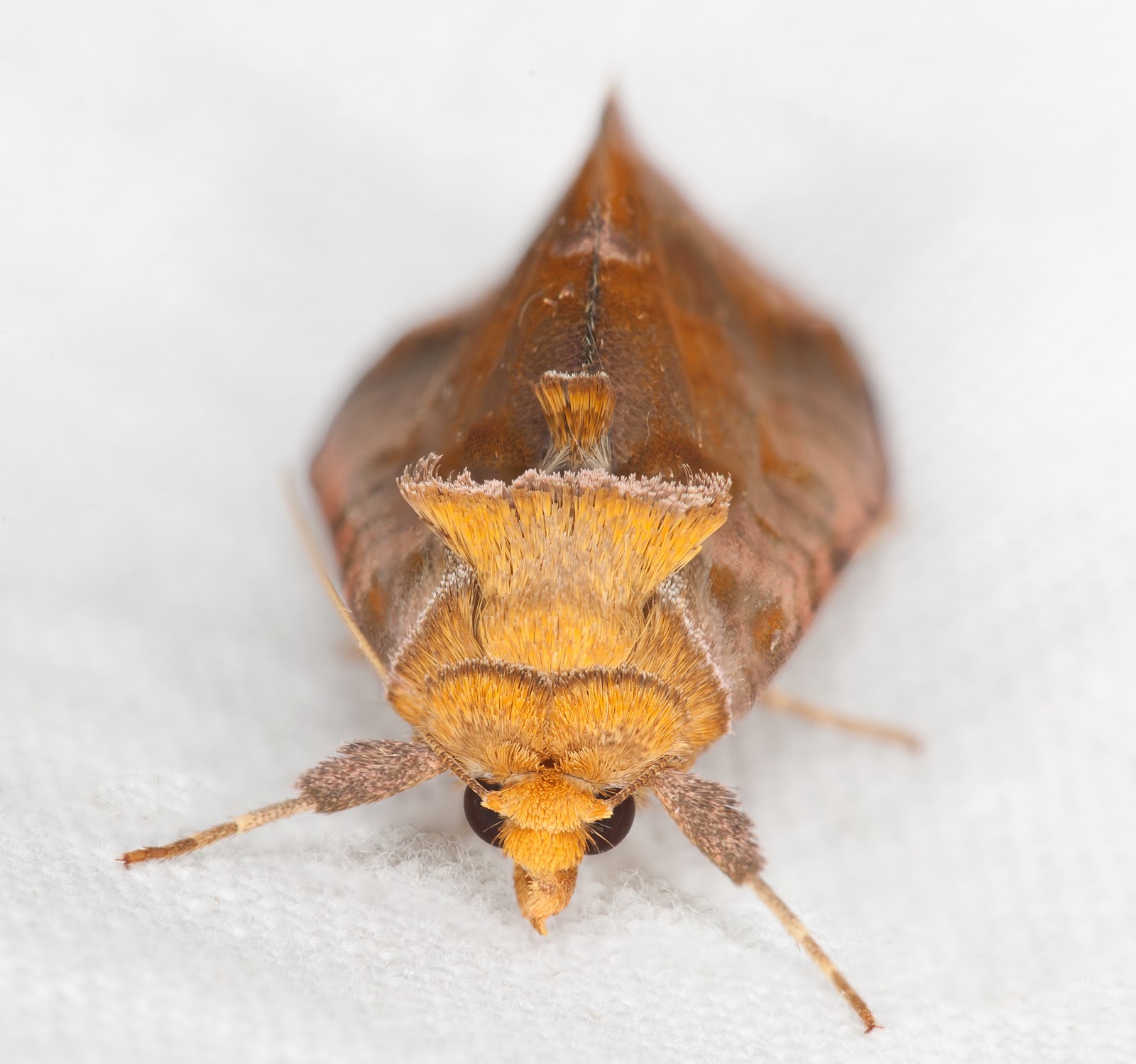 Zen Through a Lens: If You Light It They Will Come