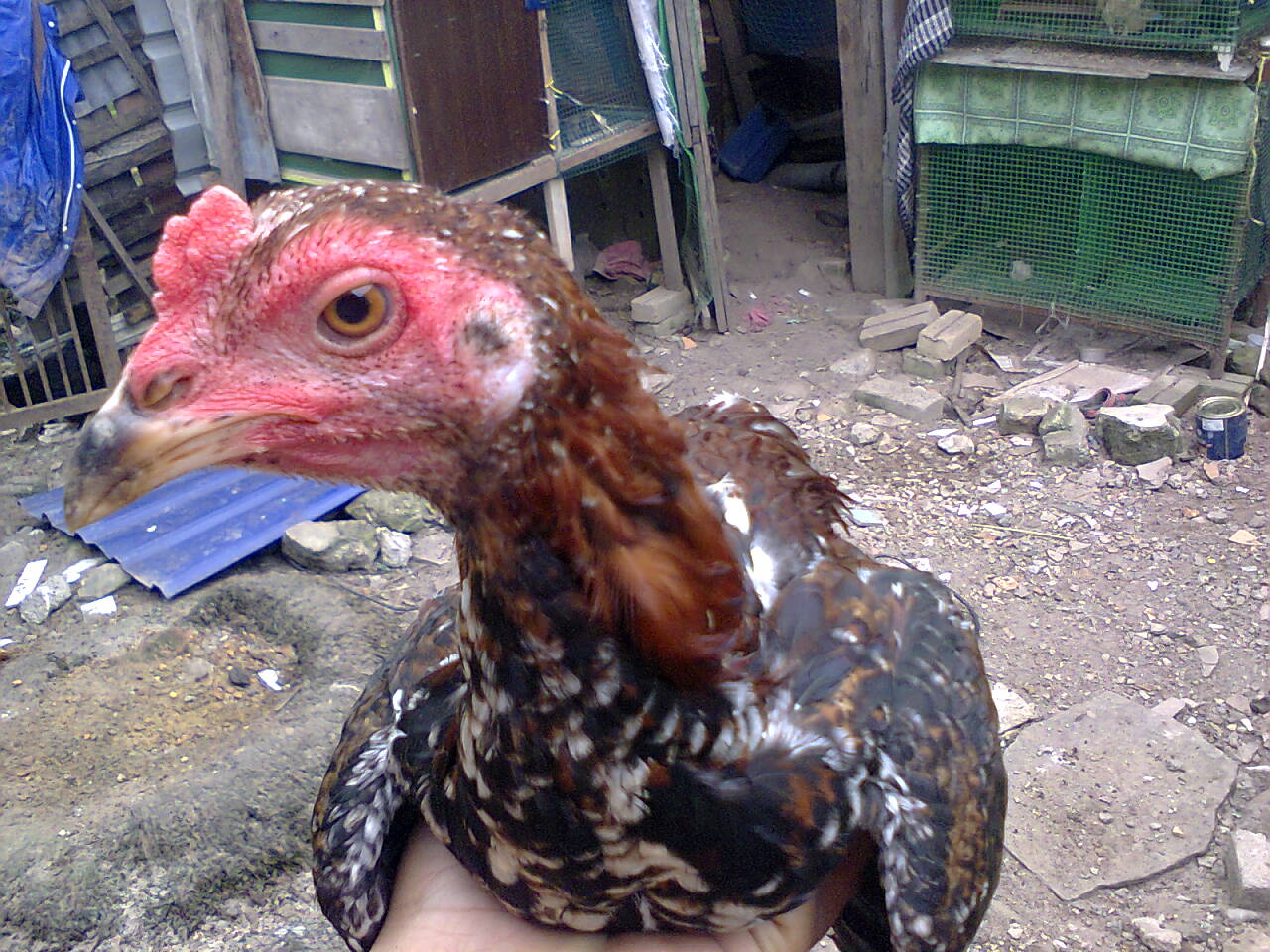 Pembiak Ayam Ratu LHK dan Malaysia Indio Gigante: Ayam sabung istimewa ...