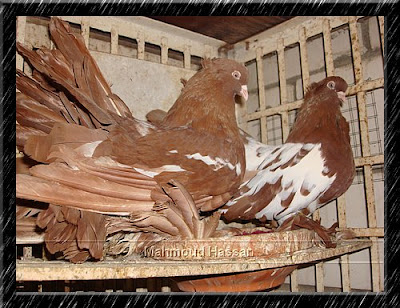 Pigeons for sale: American fantail Splash colored pigeons