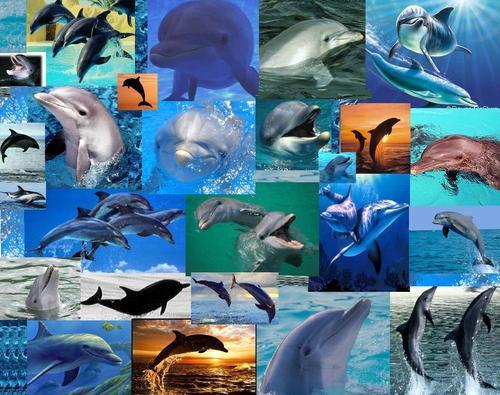 DOFINS DEL SALVAT PAPASSEIT 1r. Primària: Dofins, animals meravellosos!