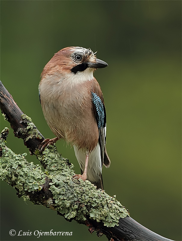 Birding Catalunya: Gaig (Garrulus glandarius)