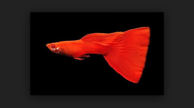 Ikan Guppy Red | Guppy Time