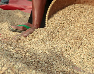 The Miracle of Paddy: Gabah