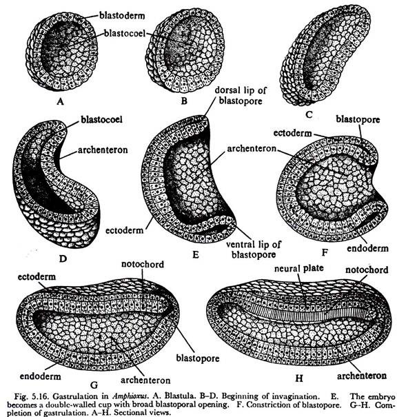 Perkembangan Ebrio Amphioxus: Perkembangan Embrio Amphioxus