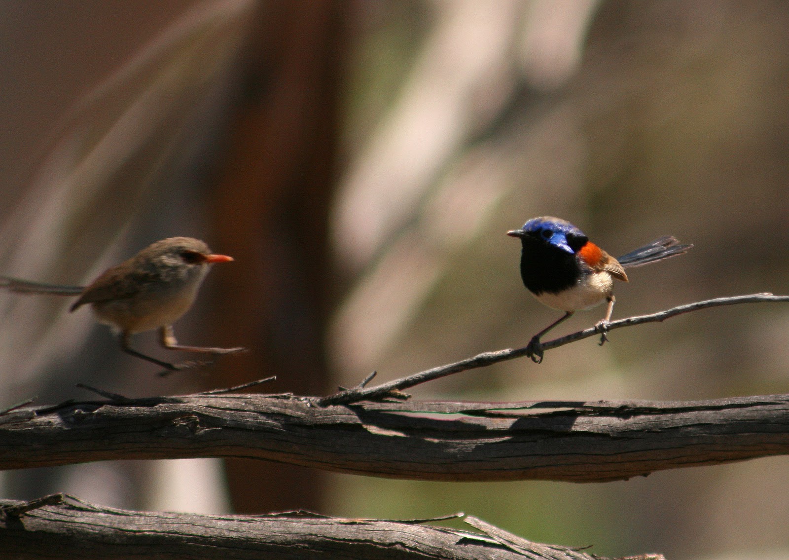 Birds inbetween the Bats! Gluepot delivers again!
