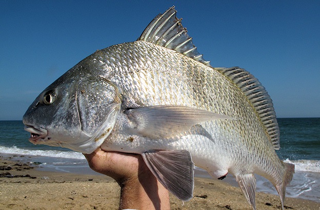 Bigscale Fish - Fishes World - HD Images & Free Photos