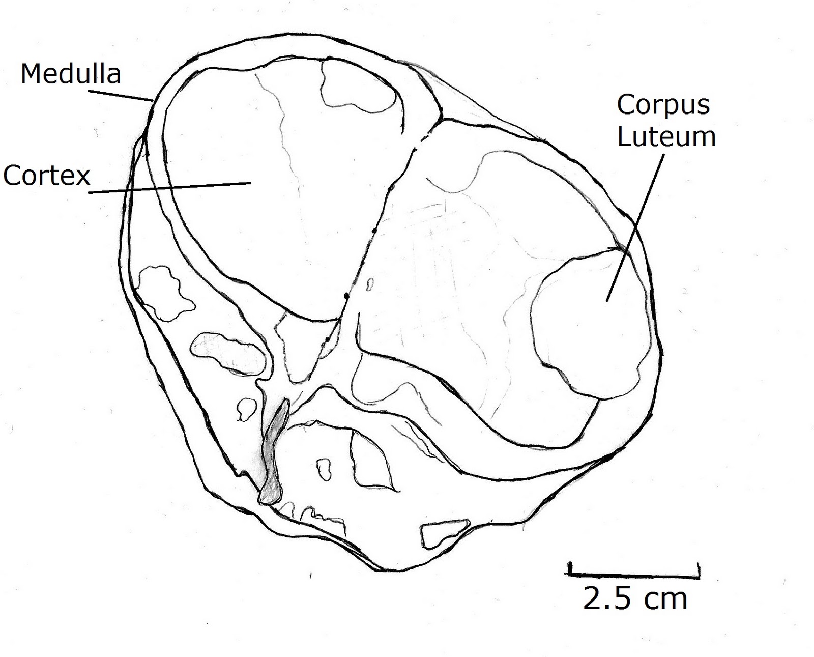 Kosice Vet Student Journey: Dissection: Mare Reproductive Tract