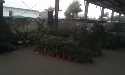 Kuwait: Vegetation In Kuwait