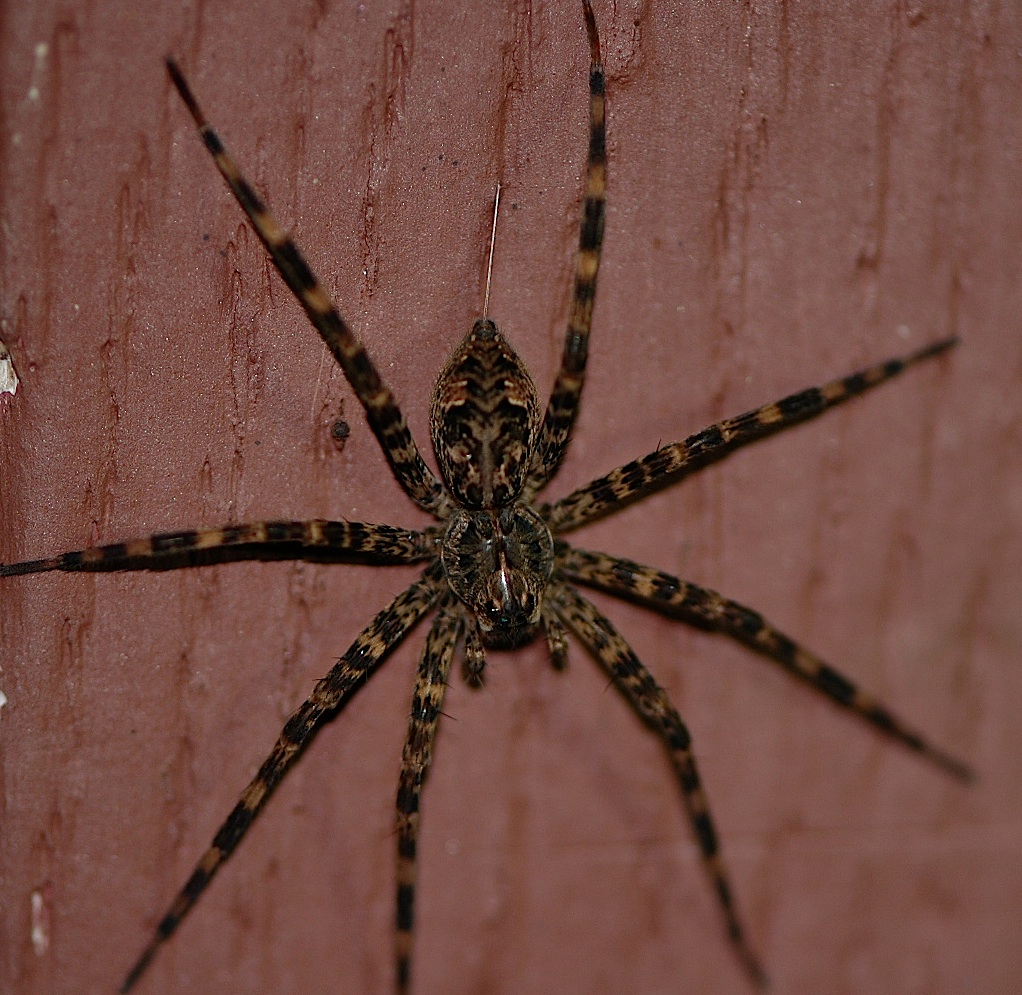 Large Spider, Southwest Virginia. Was sitting still along the cabinets ...