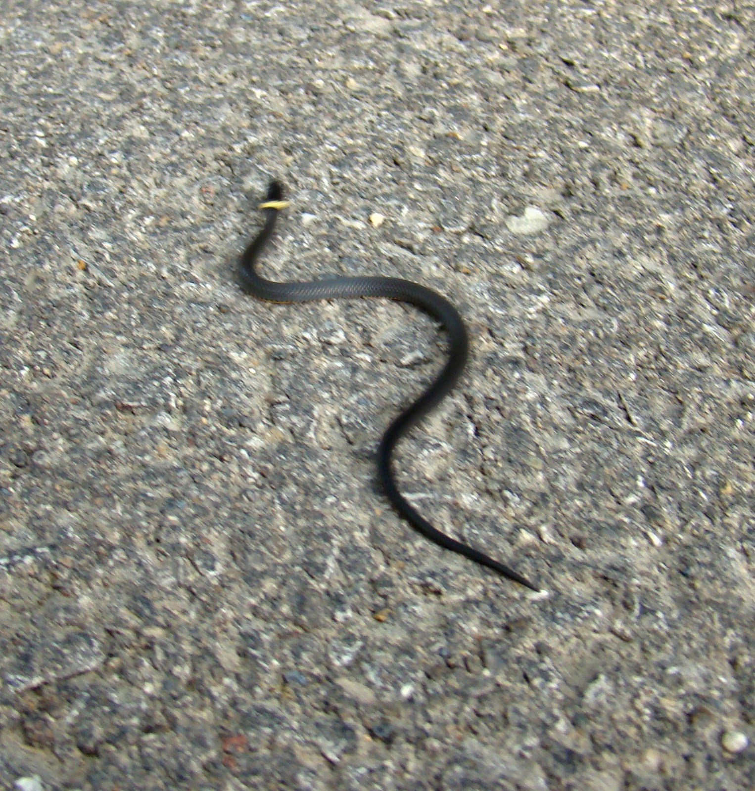 Rurification | Robin Edmundson: Ring Neck Snake