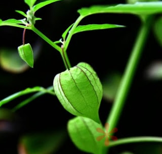 HEALTHY LIVING: BENEFITS OF CIPLUKAN