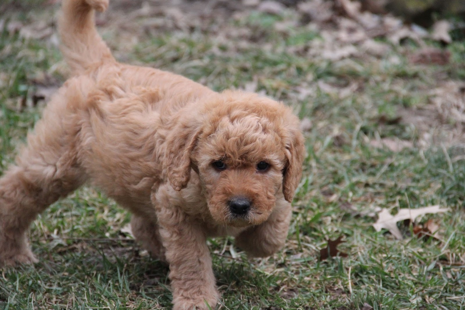 Yesteryear Acres - Doodle Days : Chocolate Caramel Cuties are here!