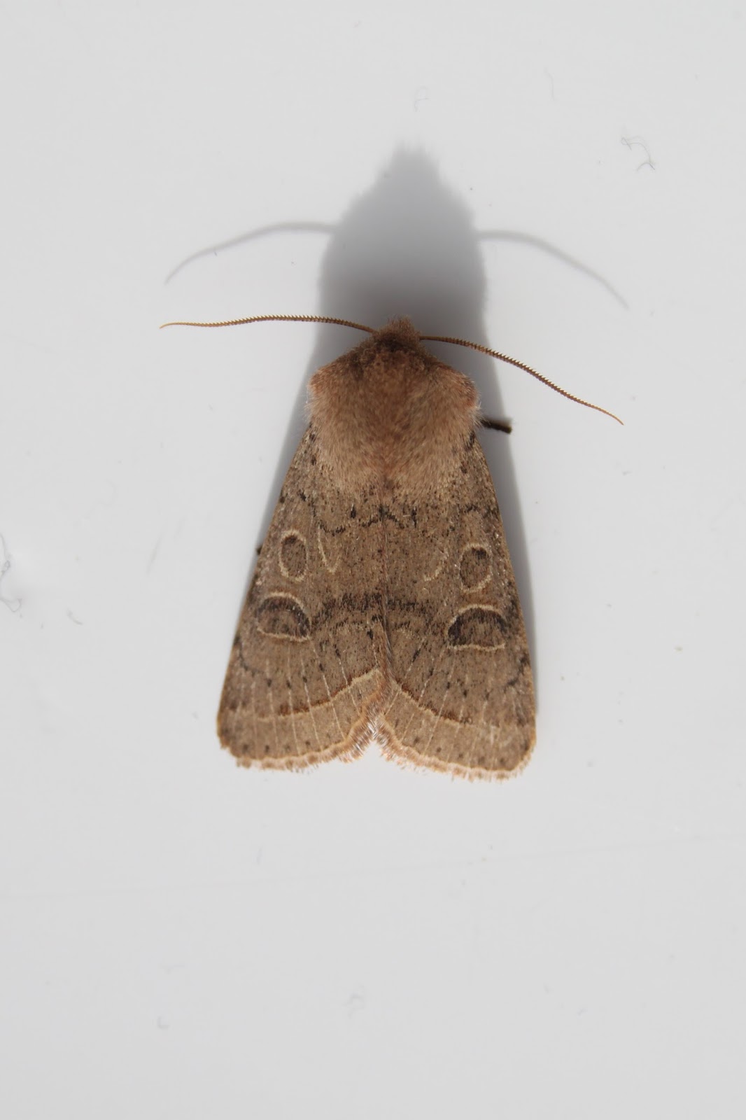 Ceredigion Moths: Aberystwyth