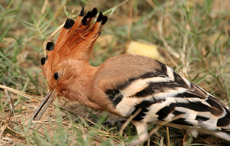 Common Hoopoe - ARUNACHALA BIRDS