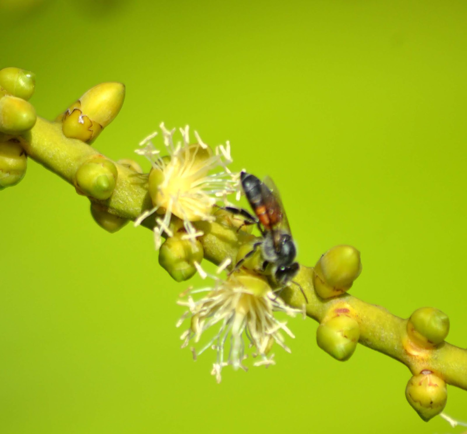 Mengenal Lebah Madu Kerdil Apis florea