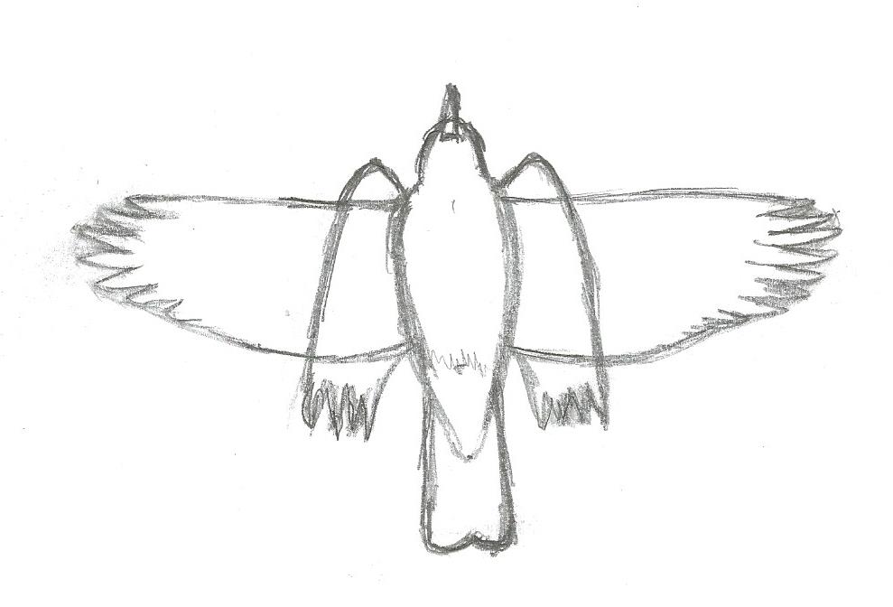 Greg in San Diego: Tutorial: How to Identify Birds in Flight