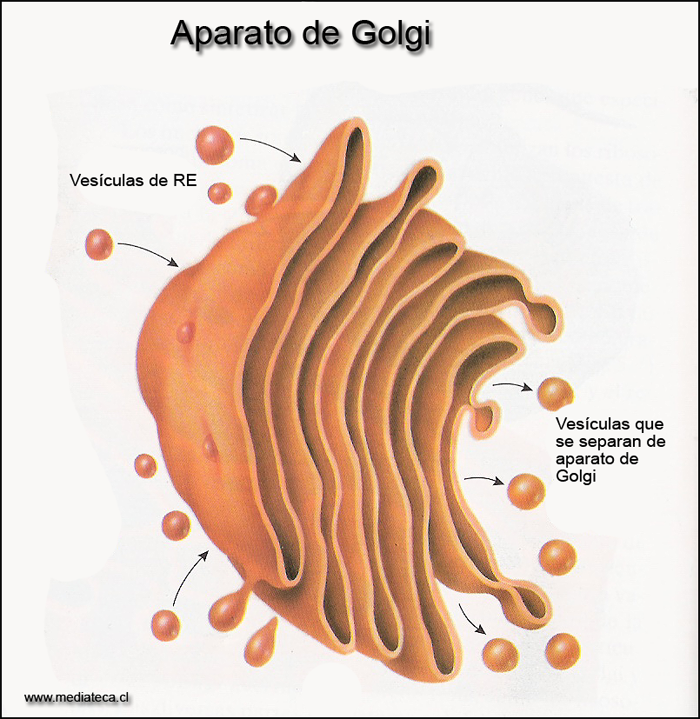 8 A 2018 Beatriz Loreto Paredes Candia - Nº De Lista 19