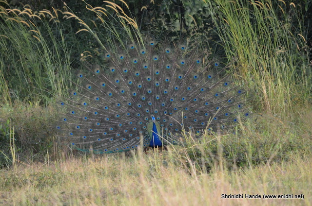 Dancing Peacock - eNidhi India Travel Blog