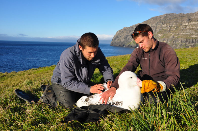Albatros errante o albatros viajero (Diomedea exulans)