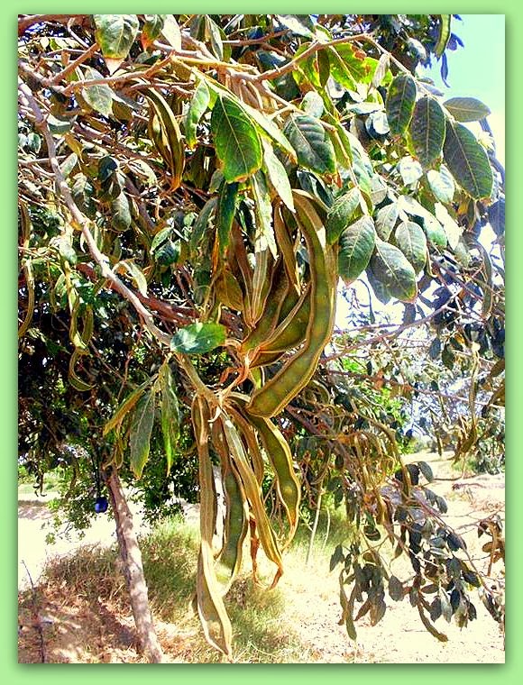 PLAAN : Pacae - Inga feuilleei