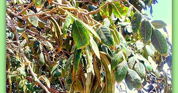 PLAAN : Pacae - Inga feuilleei