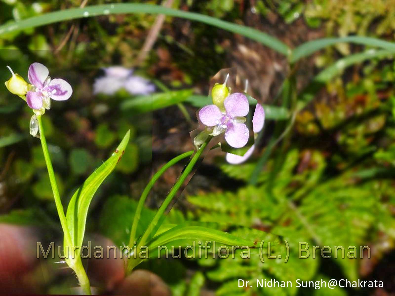 Medicinal Plants: Murdannia nudiflora